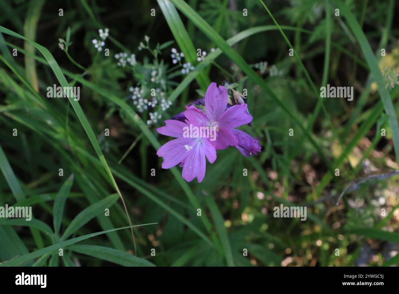 Rose Checkermallow (Sidalcea virgata Stock Photo - Alamy