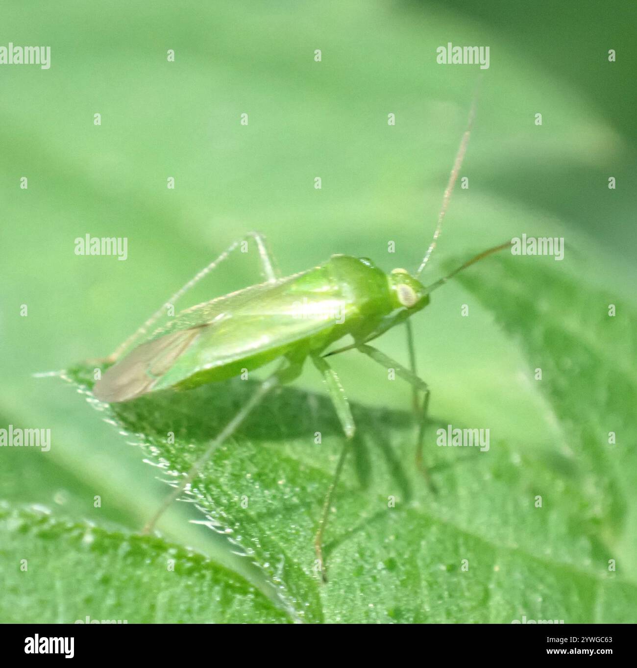 Common Green Capsid (Lygocoris pabulinus Stock Photo - Alamy