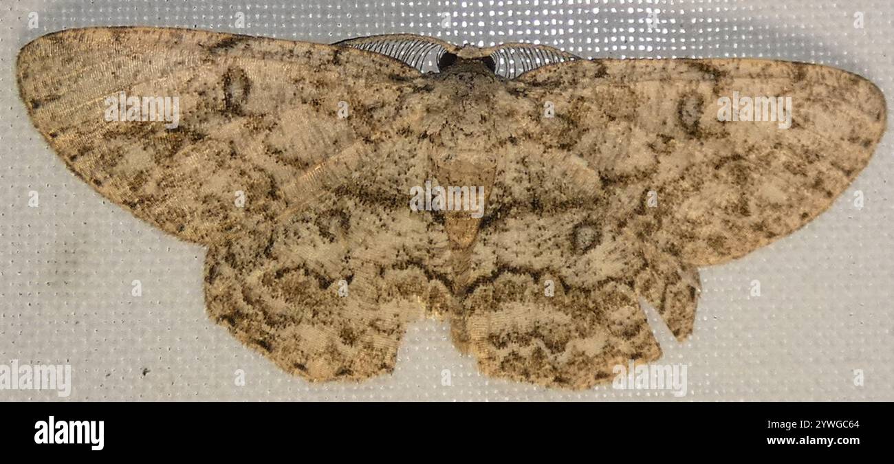 Umber Moth (Hypomecis umbrosaria Stock Photo - Alamy