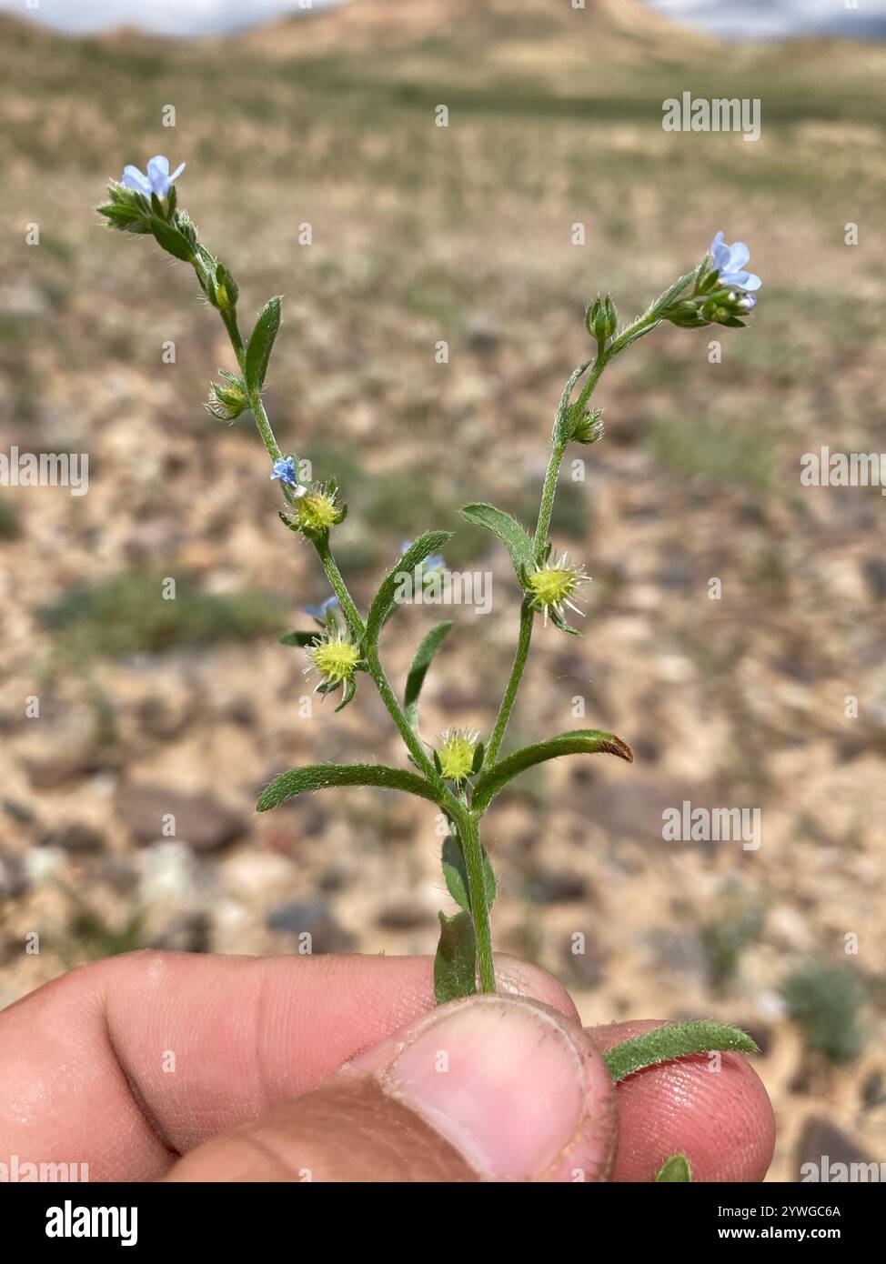 Flatspine Stickseed (Lappula occidentalis Stock Photo - Alamy