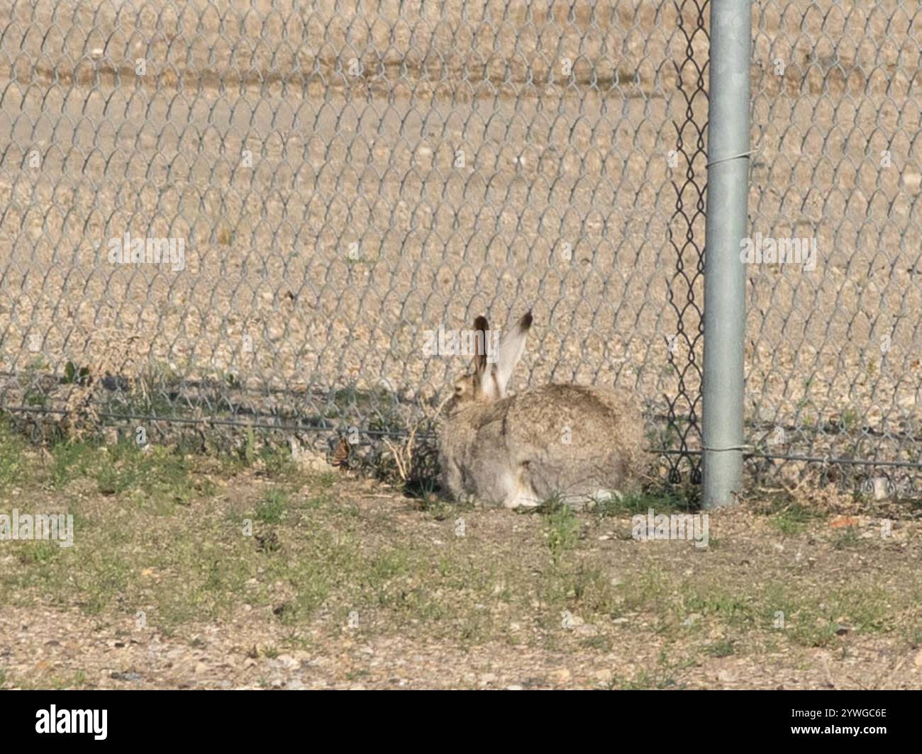 White-tailed Jackrabbit (Lepus townsendii Stock Photo - Alamy