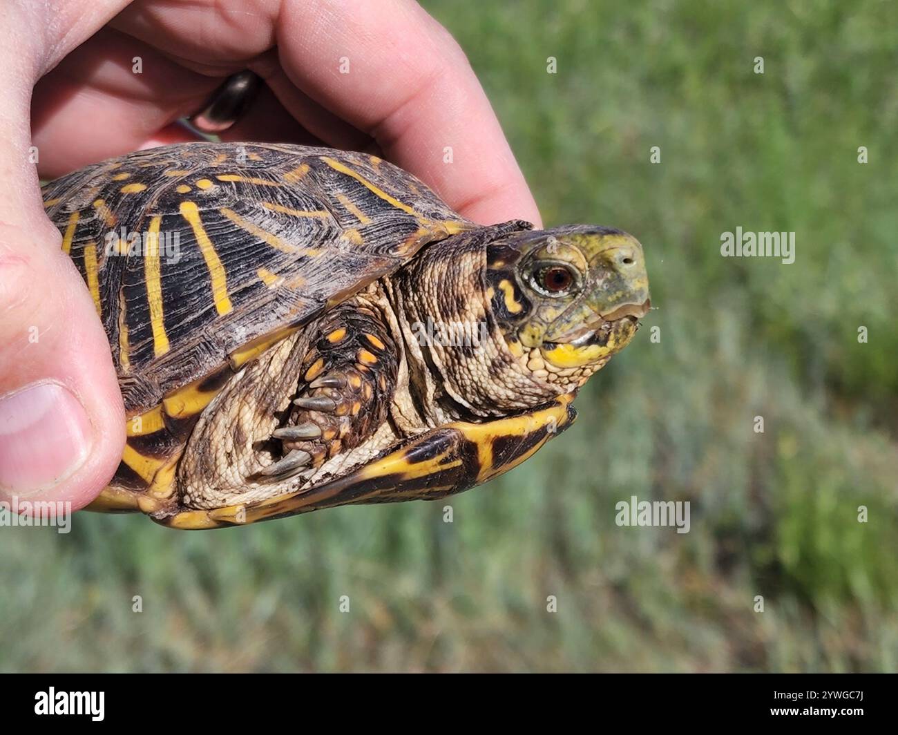 Ornate Box Turtle (Terrapene ornata Stock Photo - Alamy