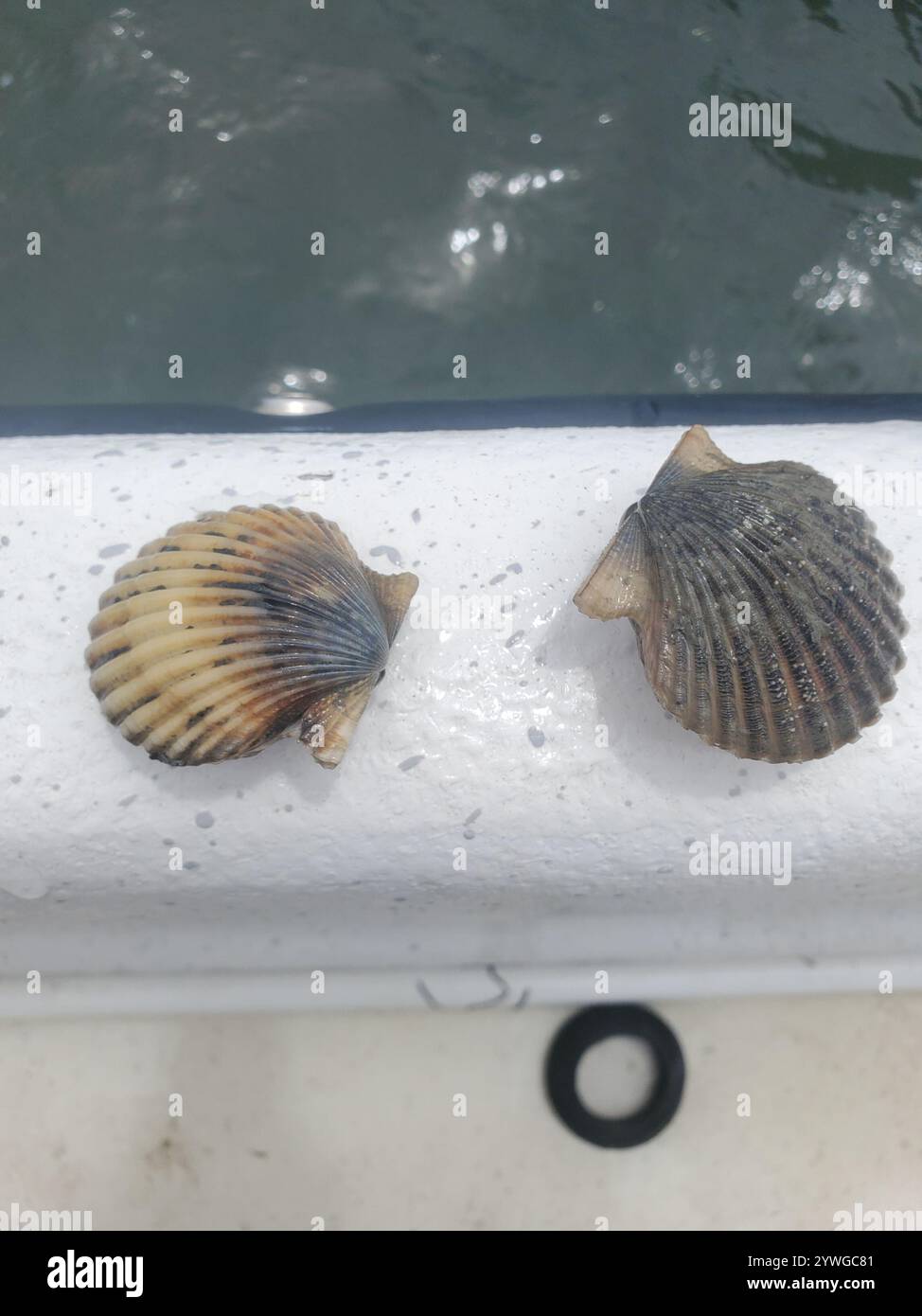 Atlantic Bay Scallop (Argopecten irradians Stock Photo - Alamy
