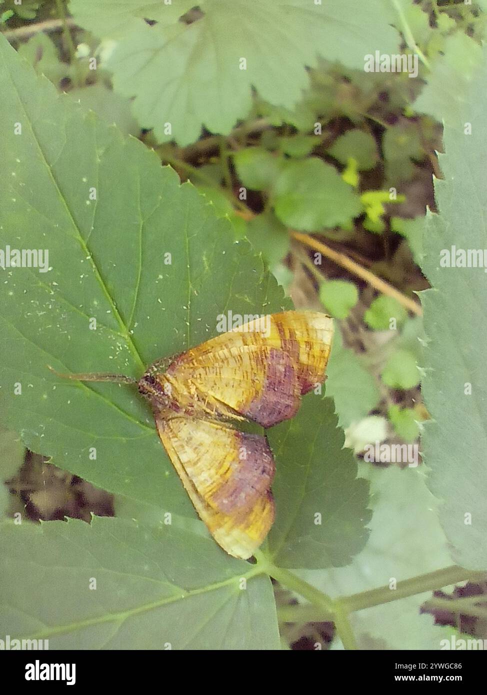 Scorched Wing (Plagodis dolabraria Stock Photo - Alamy