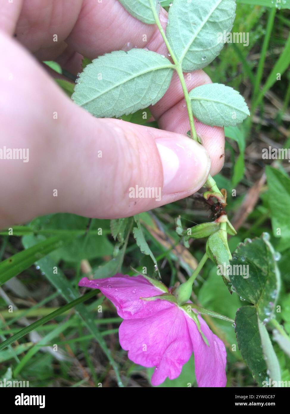 Prickly Wild Rose (Rosa acicularis Stock Photo - Alamy