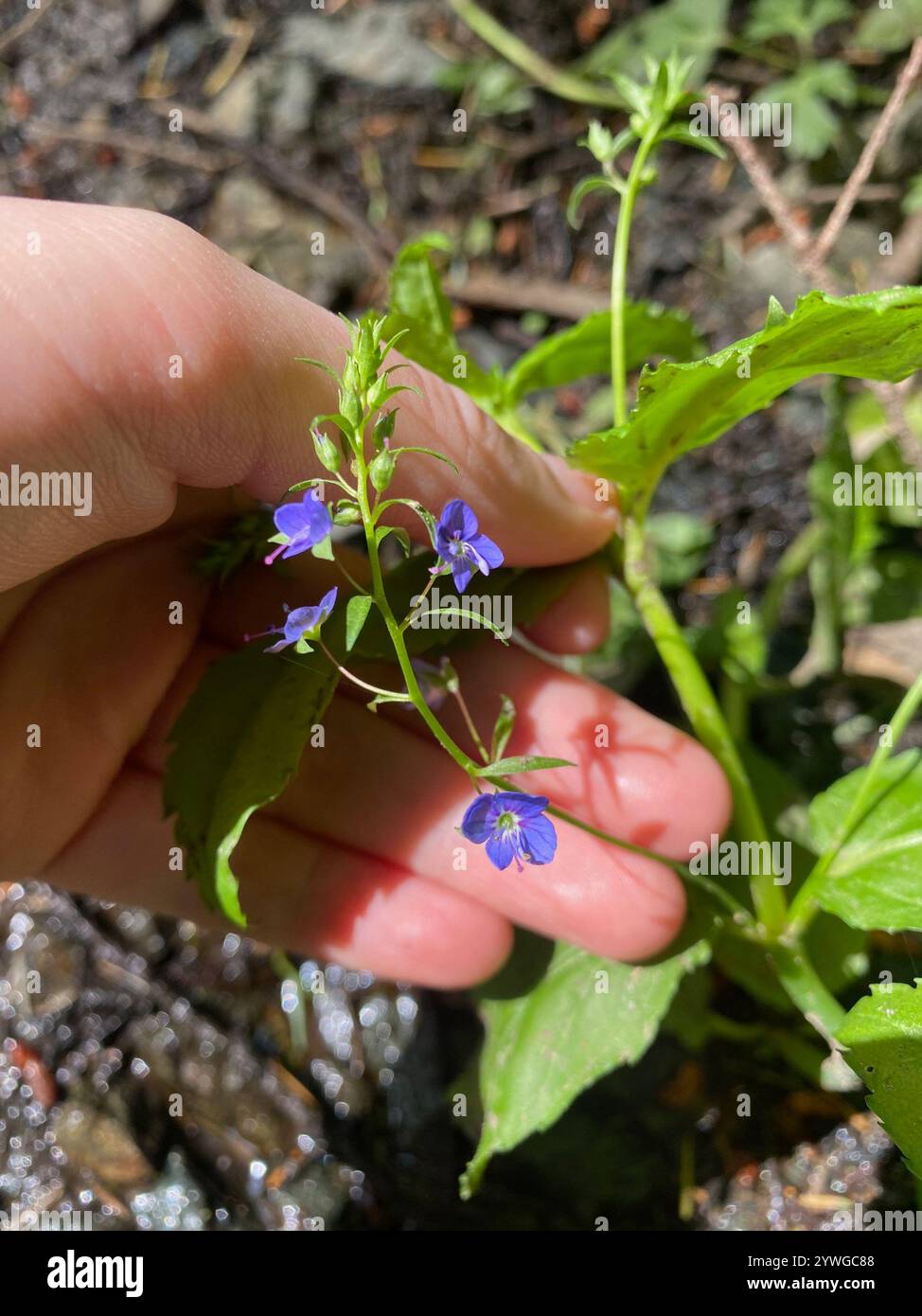 American brooklime (Veronica americana Stock Photo - Alamy