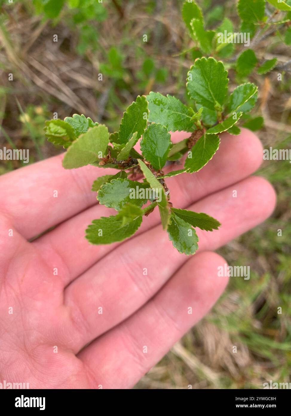 swamp birch (Betula pumila Stock Photo - Alamy