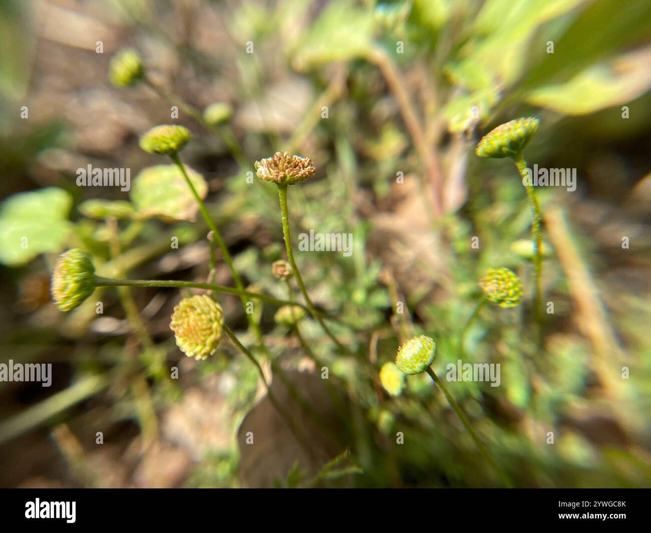 Common Cotula (Cotula australis Stock Photo - Alamy