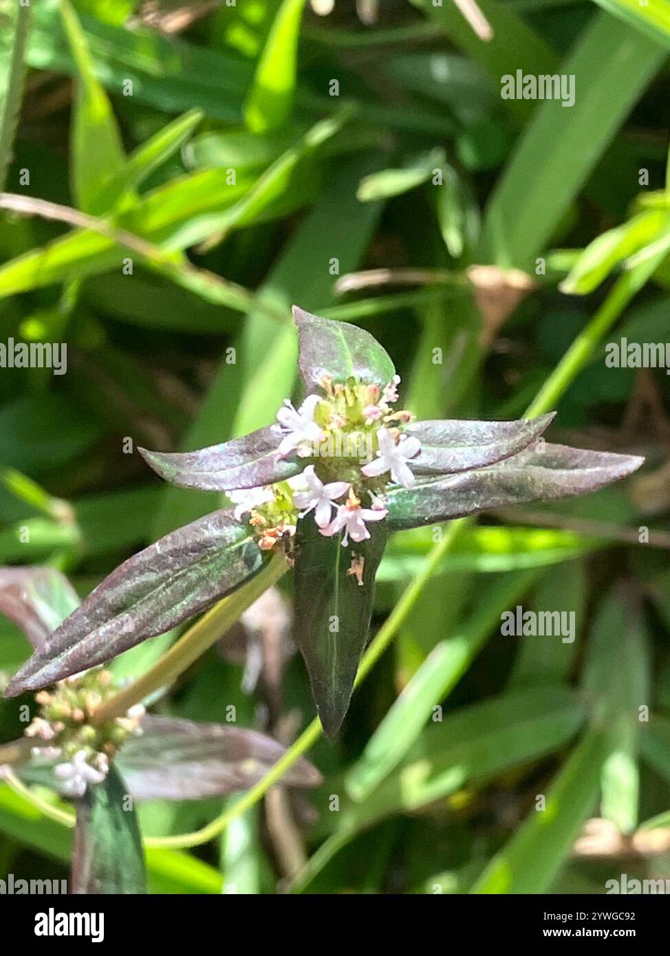 Woodland false buttonweed (Spermacoce remota Stock Photo - Alamy