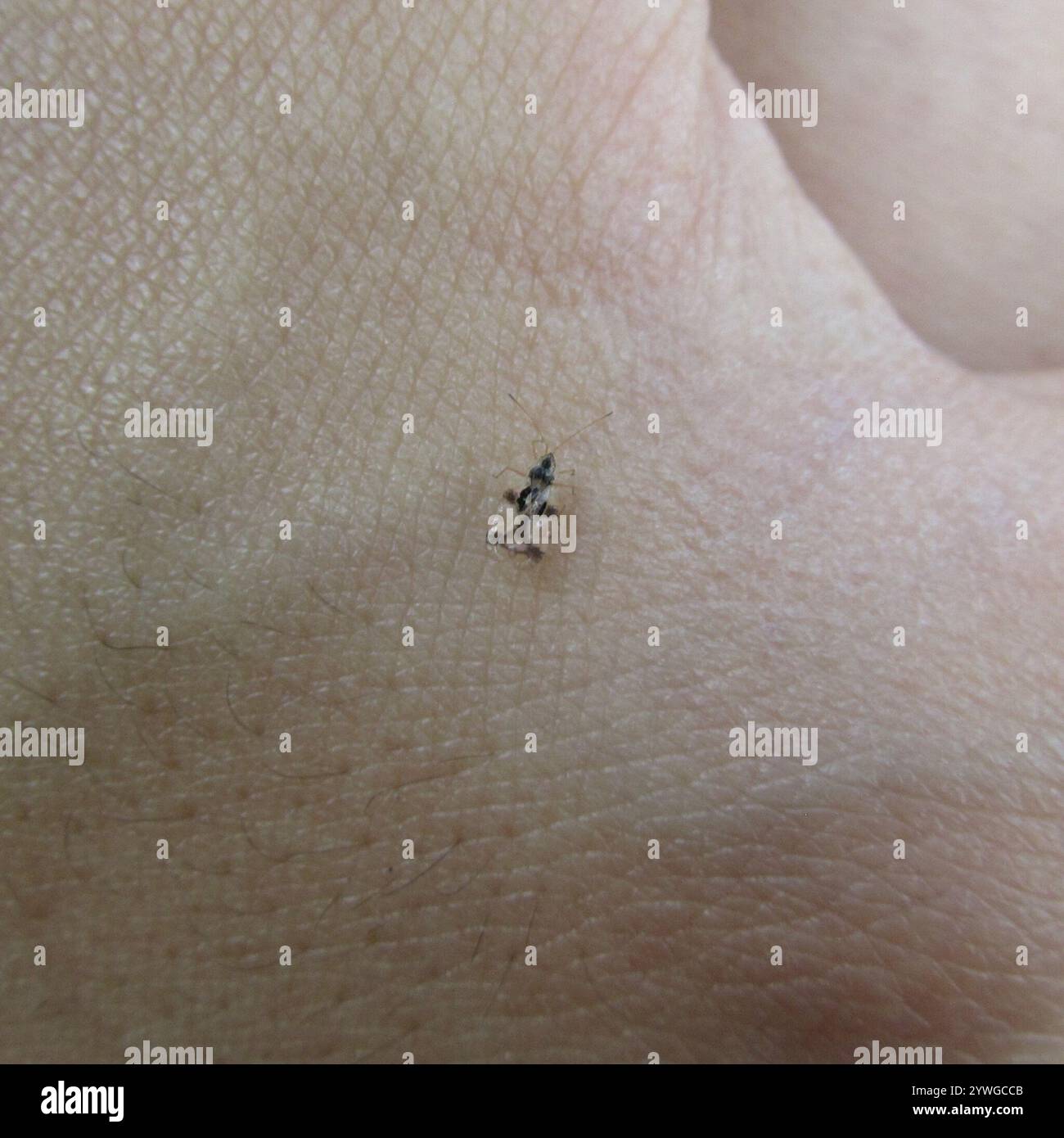 Stephanitis hi-res stock photography and images - Alamy