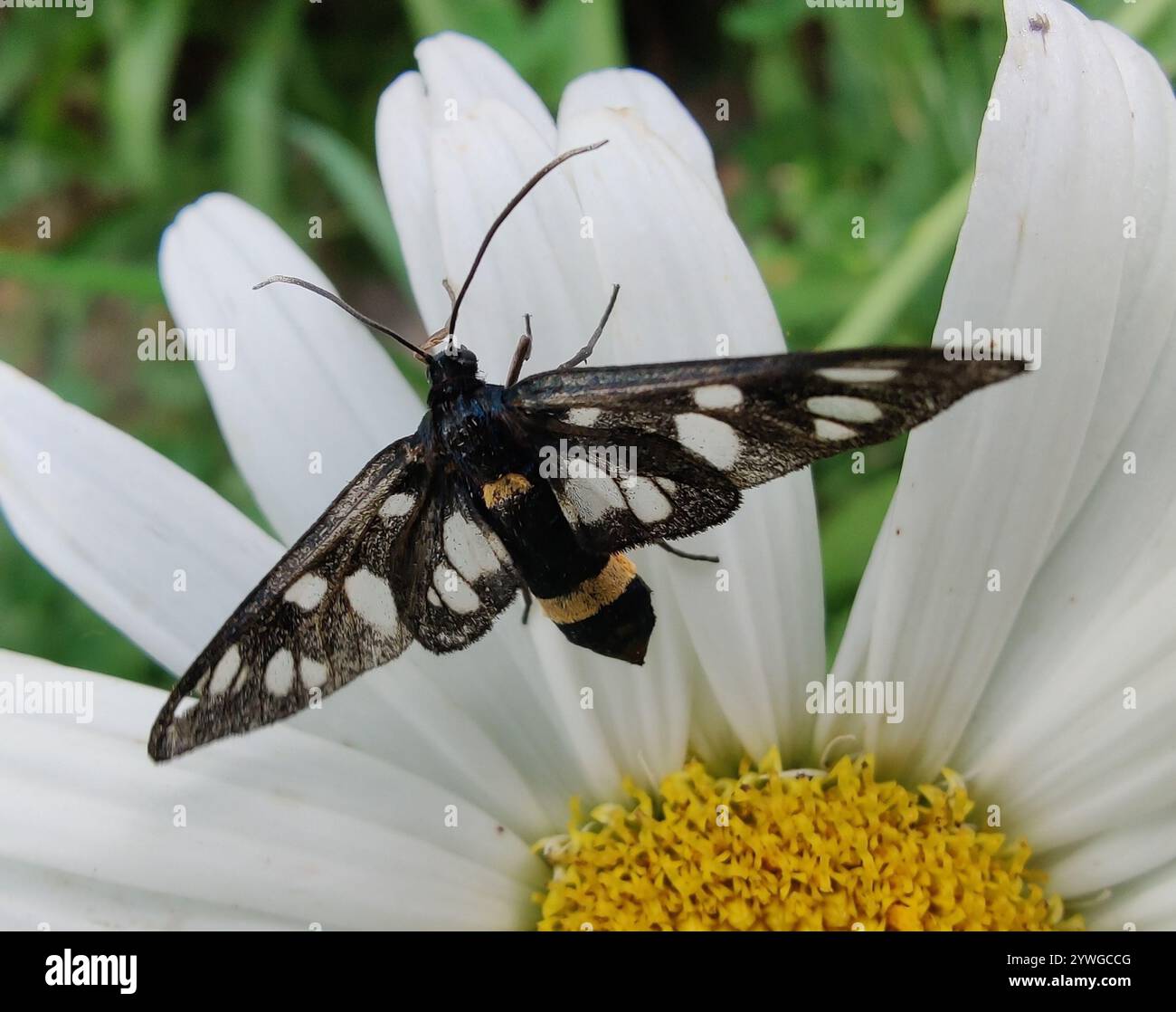 Nine-spotted Moth (Amata phegea Stock Photo - Alamy