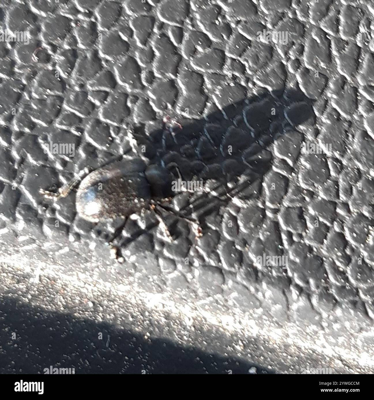 Western Grape Rootworm (Bromius obscurus Stock Photo - Alamy