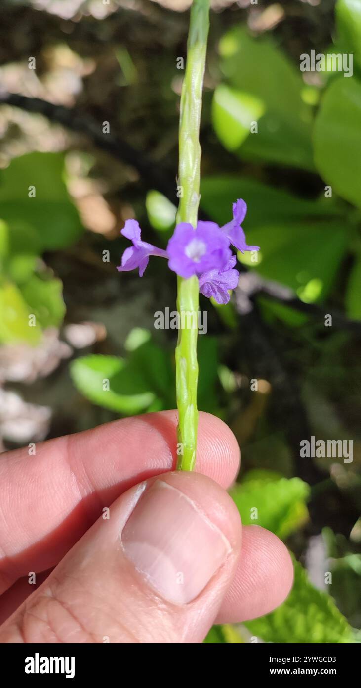 Blue Porterweed (Stachytarpheta jamaicensis Stock Photo - Alamy