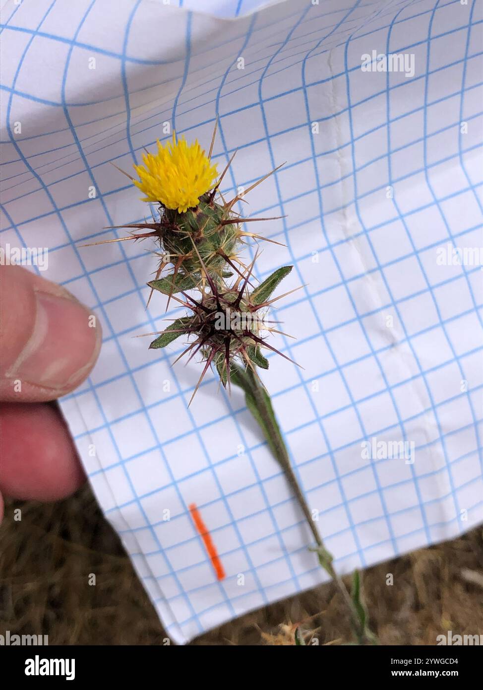 Maltese star-thistle (Centaurea melitensis Stock Photo - Alamy