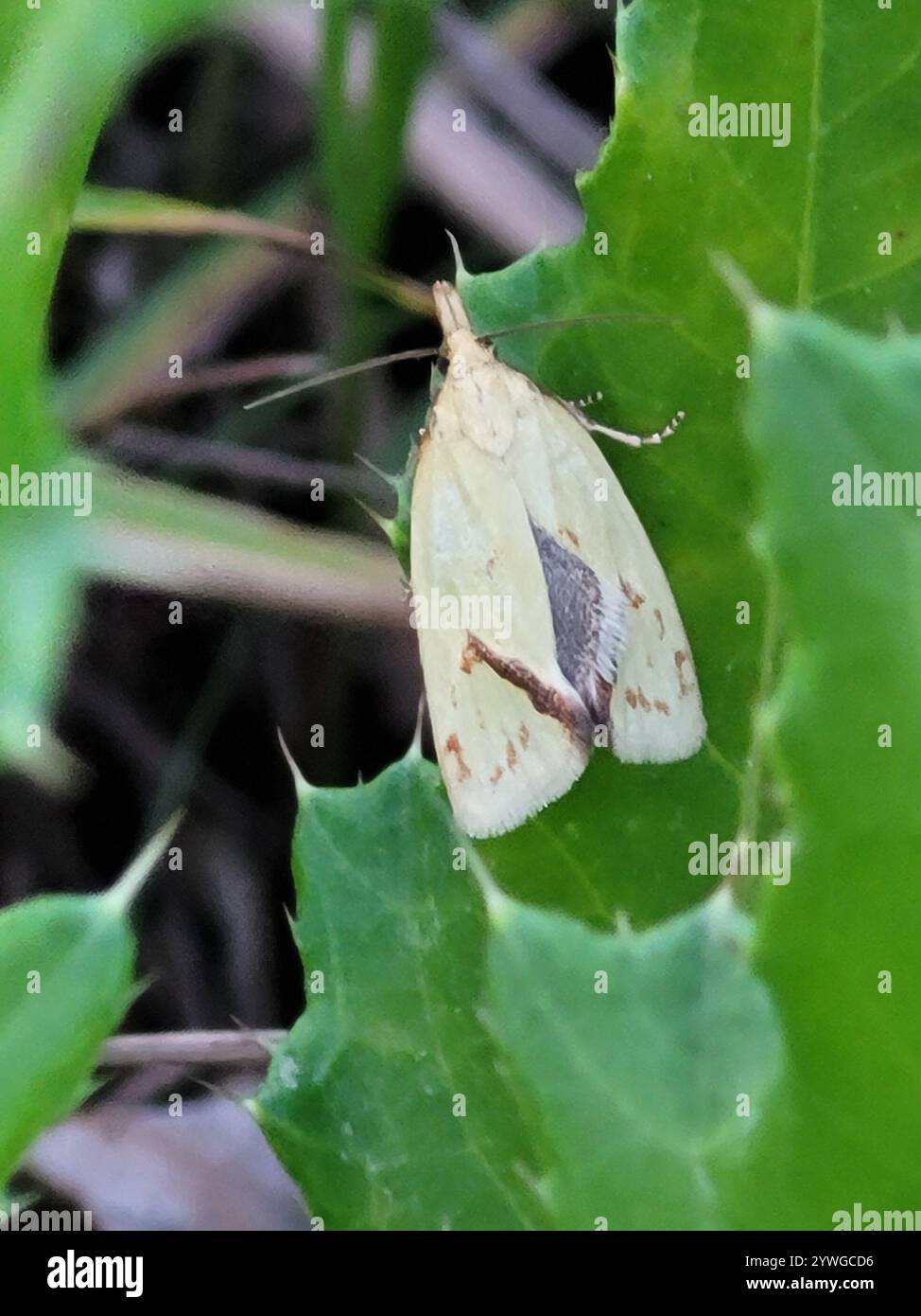 Common Yellow Conch (Agapeta hamana Stock Photo - Alamy
