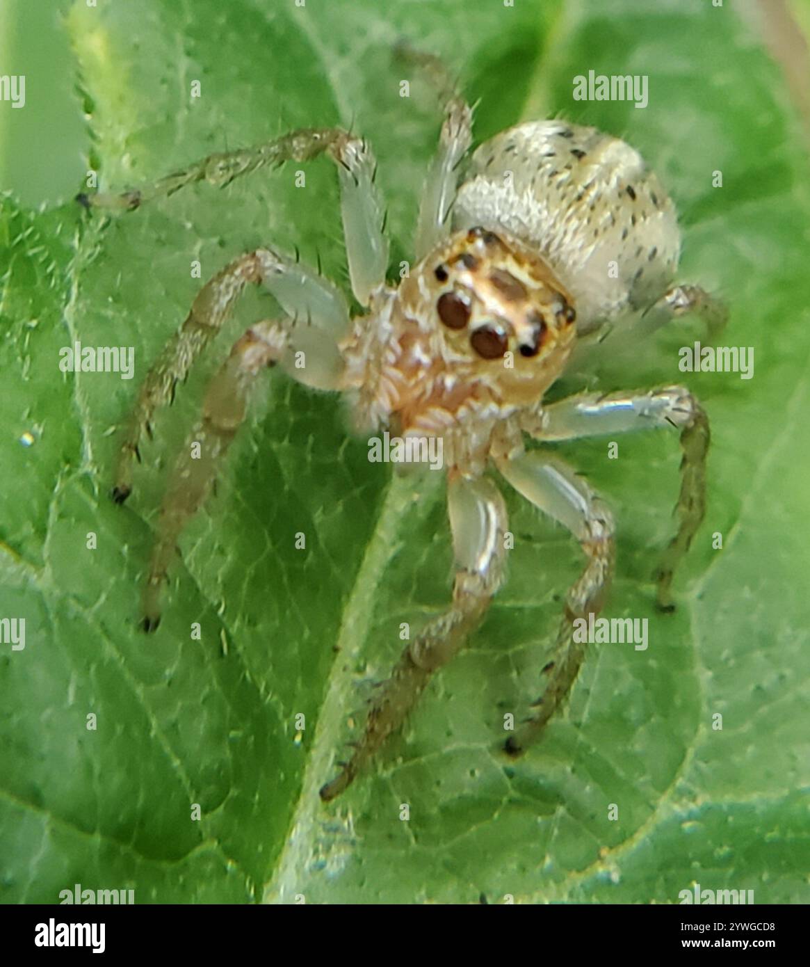 Colonus sylvanus hi-res stock photography and images - Alamy