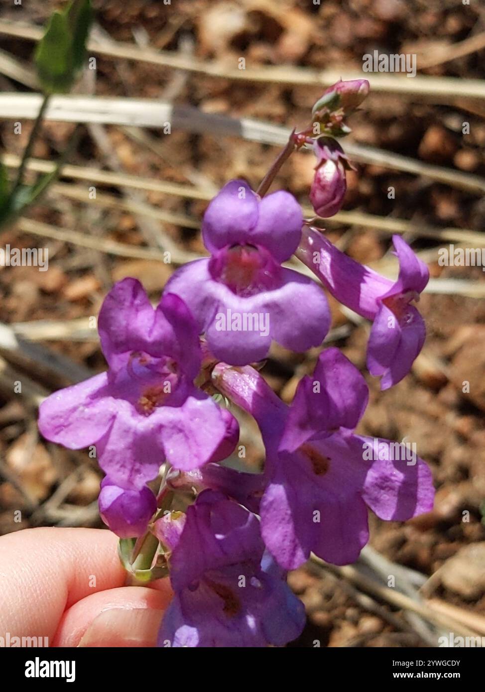 Sidebells Penstemon (Penstemon secundiflorus Stock Photo - Alamy