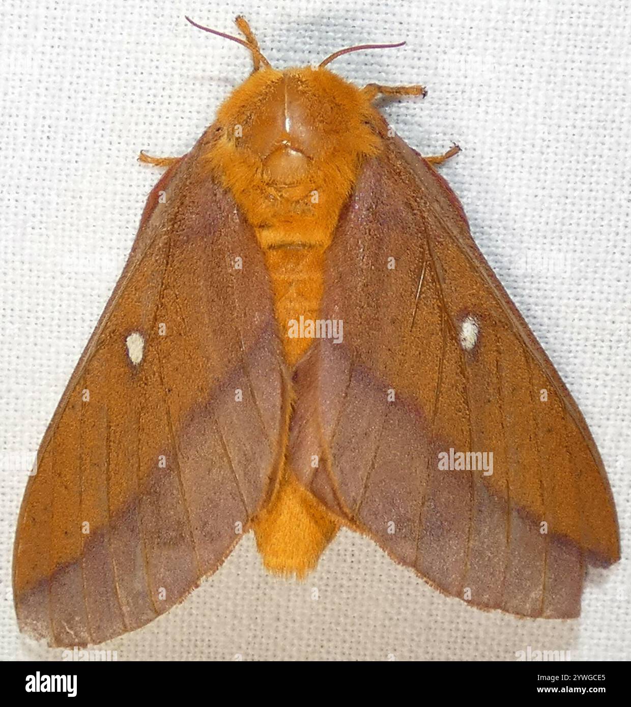 Pink-striped Oakworm Moth (Anisota virginiensis Stock Photo - Alamy