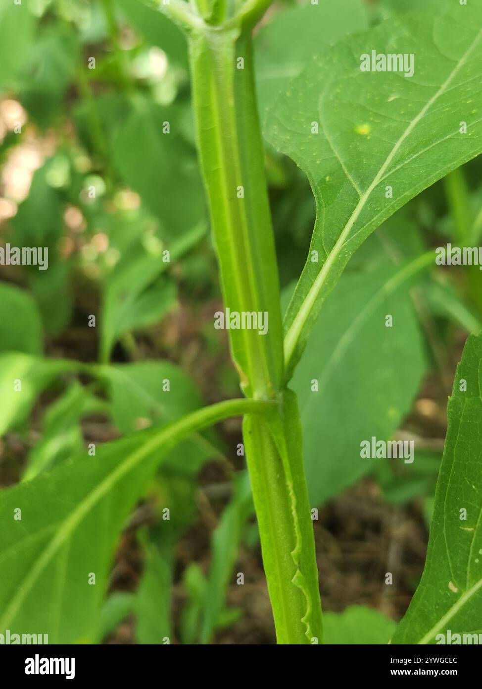 Yellow Crownbeard (Verbesina occidentalis Stock Photo - Alamy