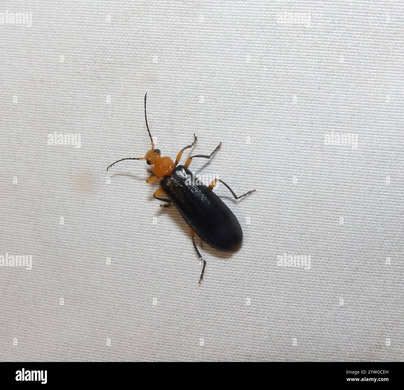 Thighed Fire-colored Beetle (Neopyrochroa femoralis Stock Photo - Alamy