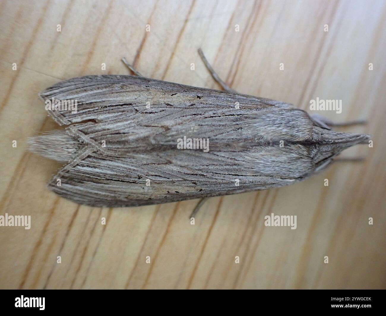 Shark Moth (Cucullia umbratica Stock Photo - Alamy