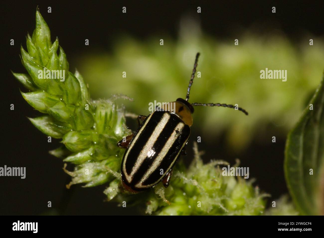 Pigweed flea beetle hi-res stock photography and images - Alamy