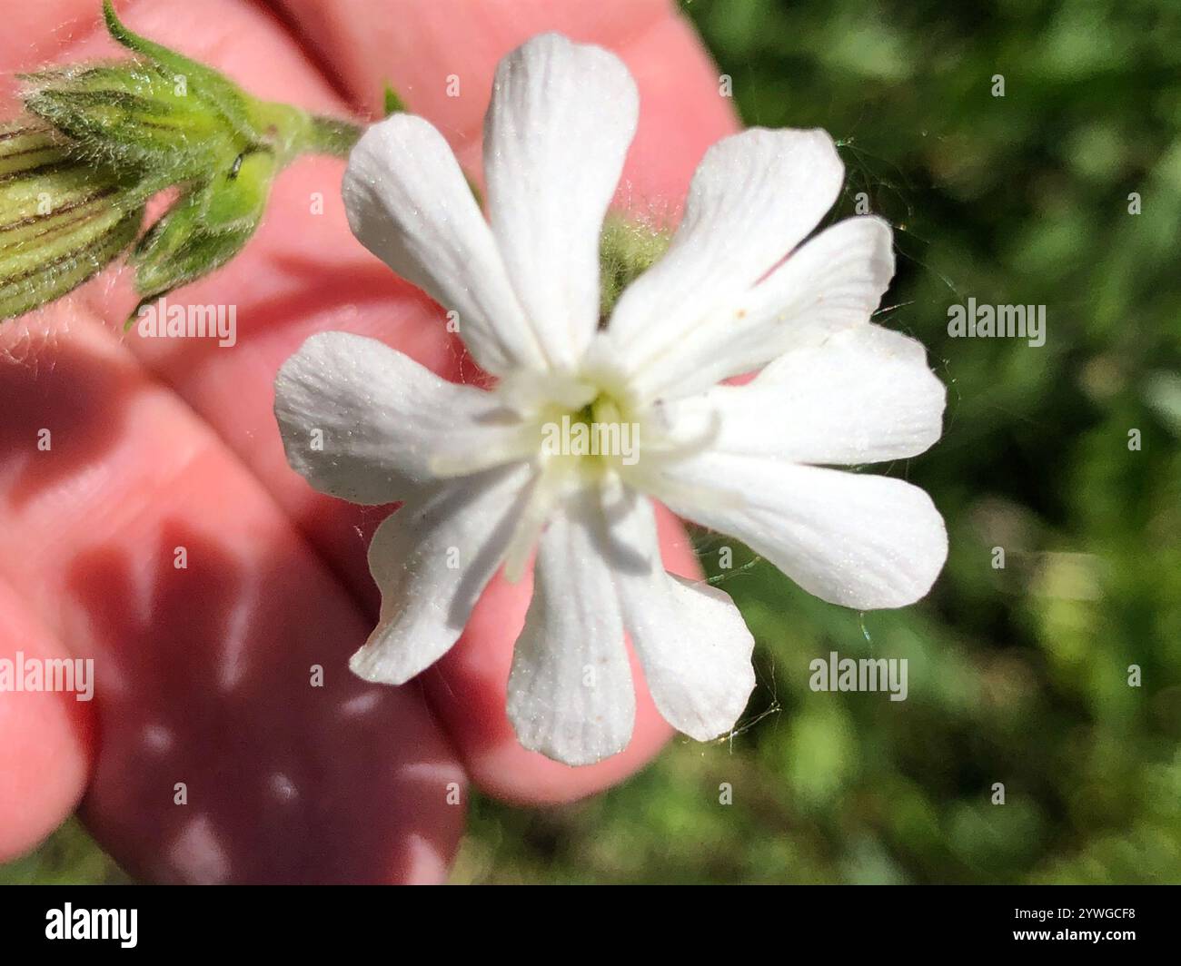 white campion (Silene latifolia Stock Photo - Alamy
