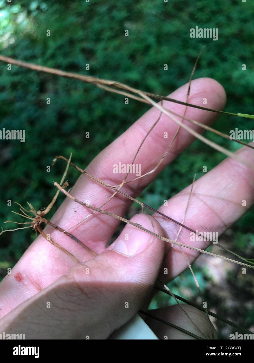 Twoflower Melicgrass (Melica mutica Stock Photo - Alamy