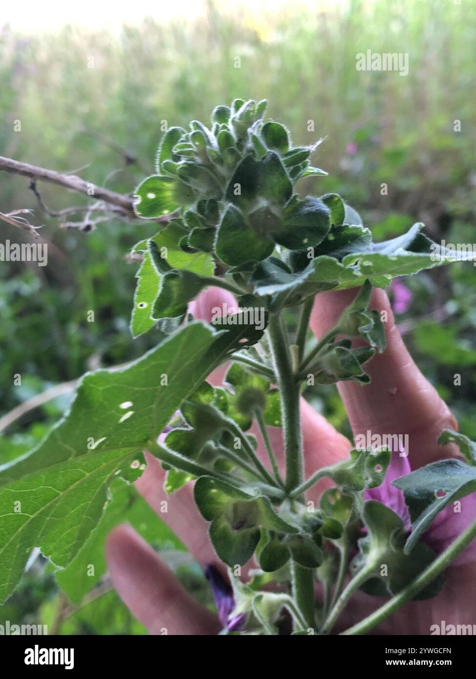 Tree Mallow (Malva arborea Stock Photo - Alamy