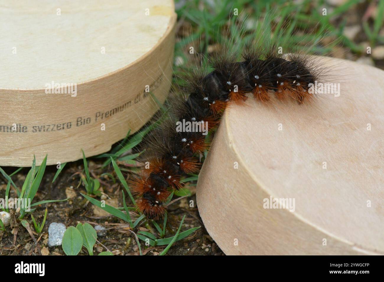 Garden Tiger (Arctia caja Stock Photo - Alamy