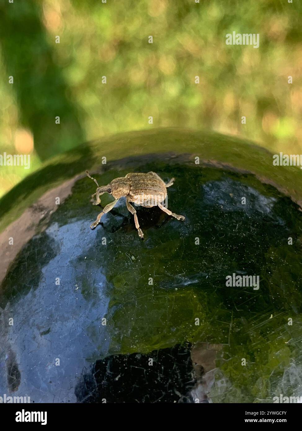 Clover Leaf Weevil (Brachypera zoilus Stock Photo - Alamy