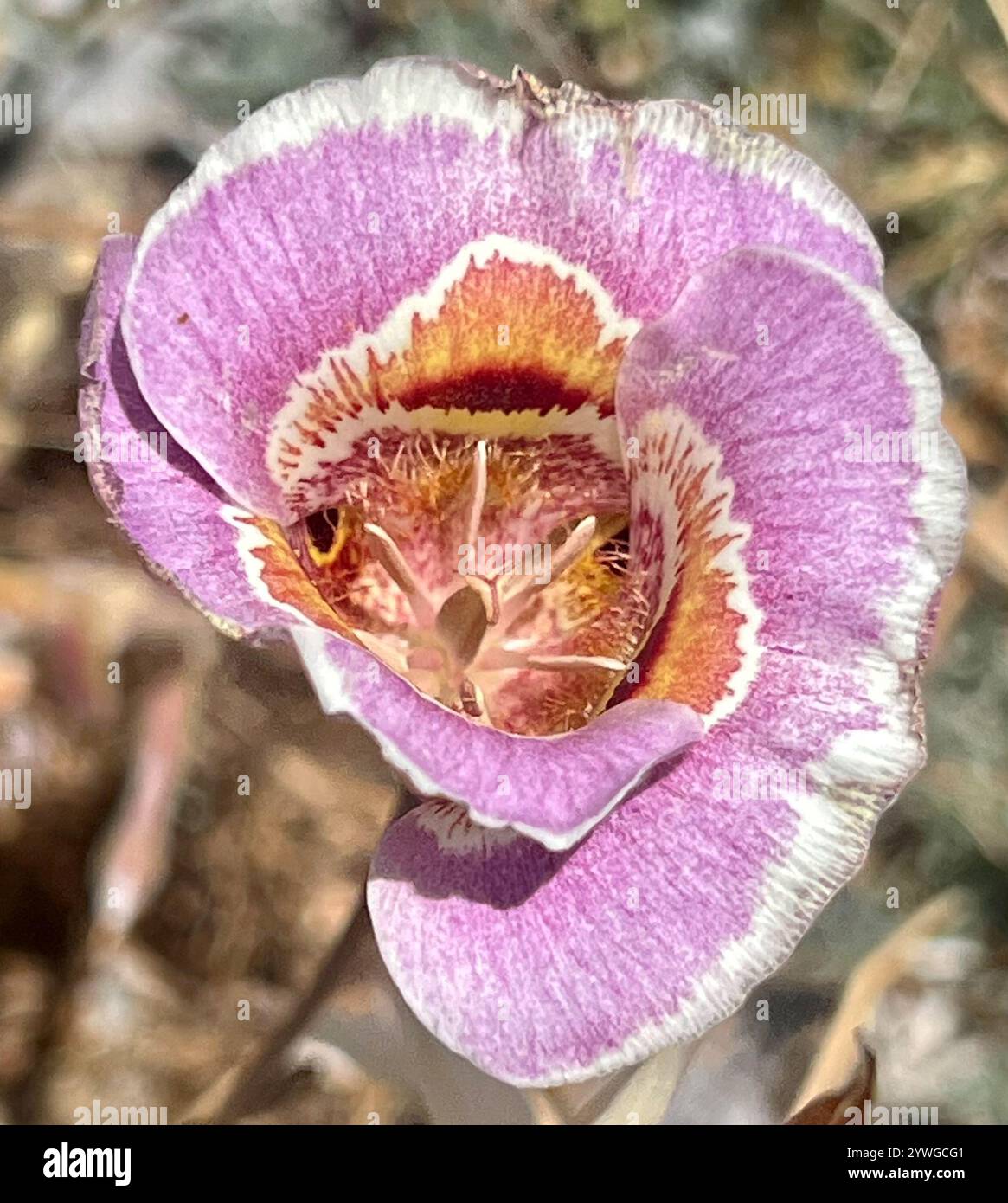 clay mariposa lily (Calochortus argillosus Stock Photo - Alamy