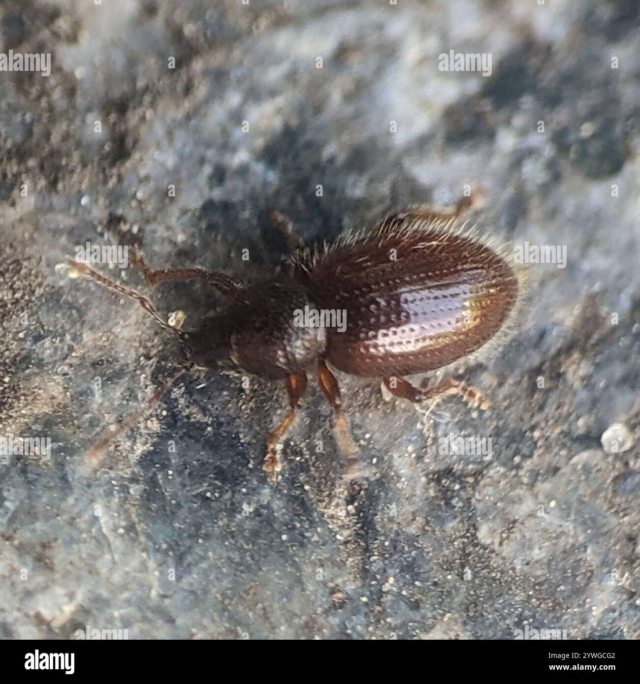 Hairy Spider Weevil (Barypeithes pellucidus Stock Photo - Alamy