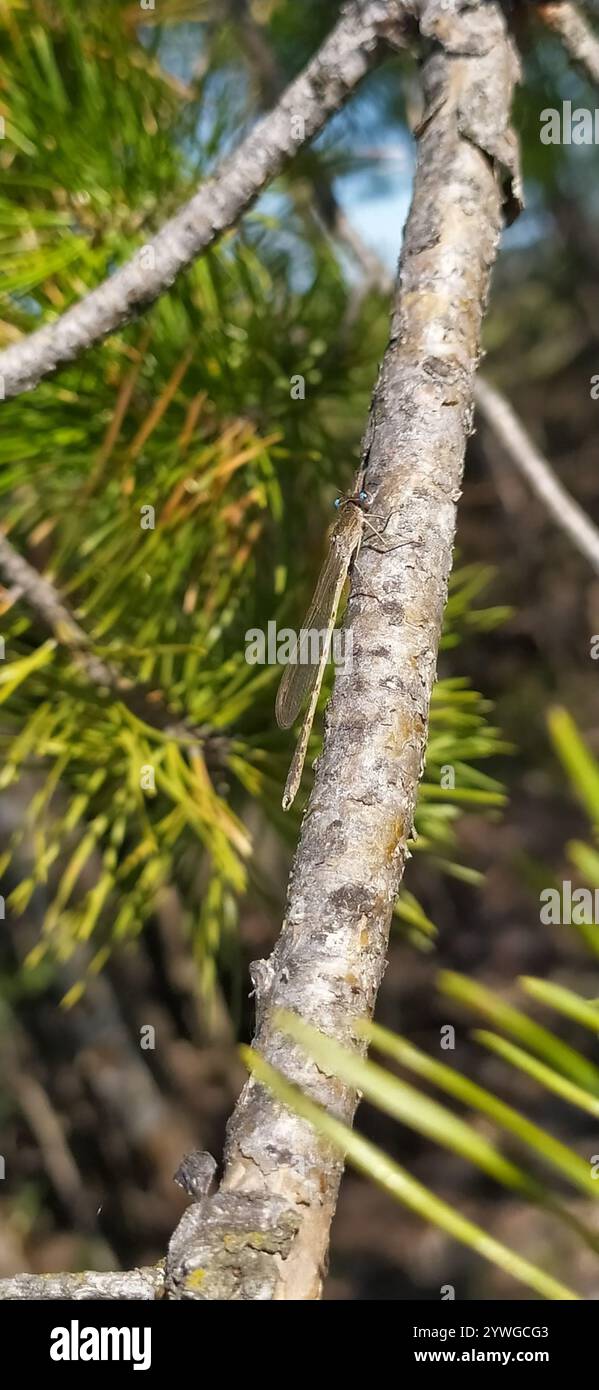 Siberian Winter Damsel (Sympecma paedisca Stock Photo - Alamy