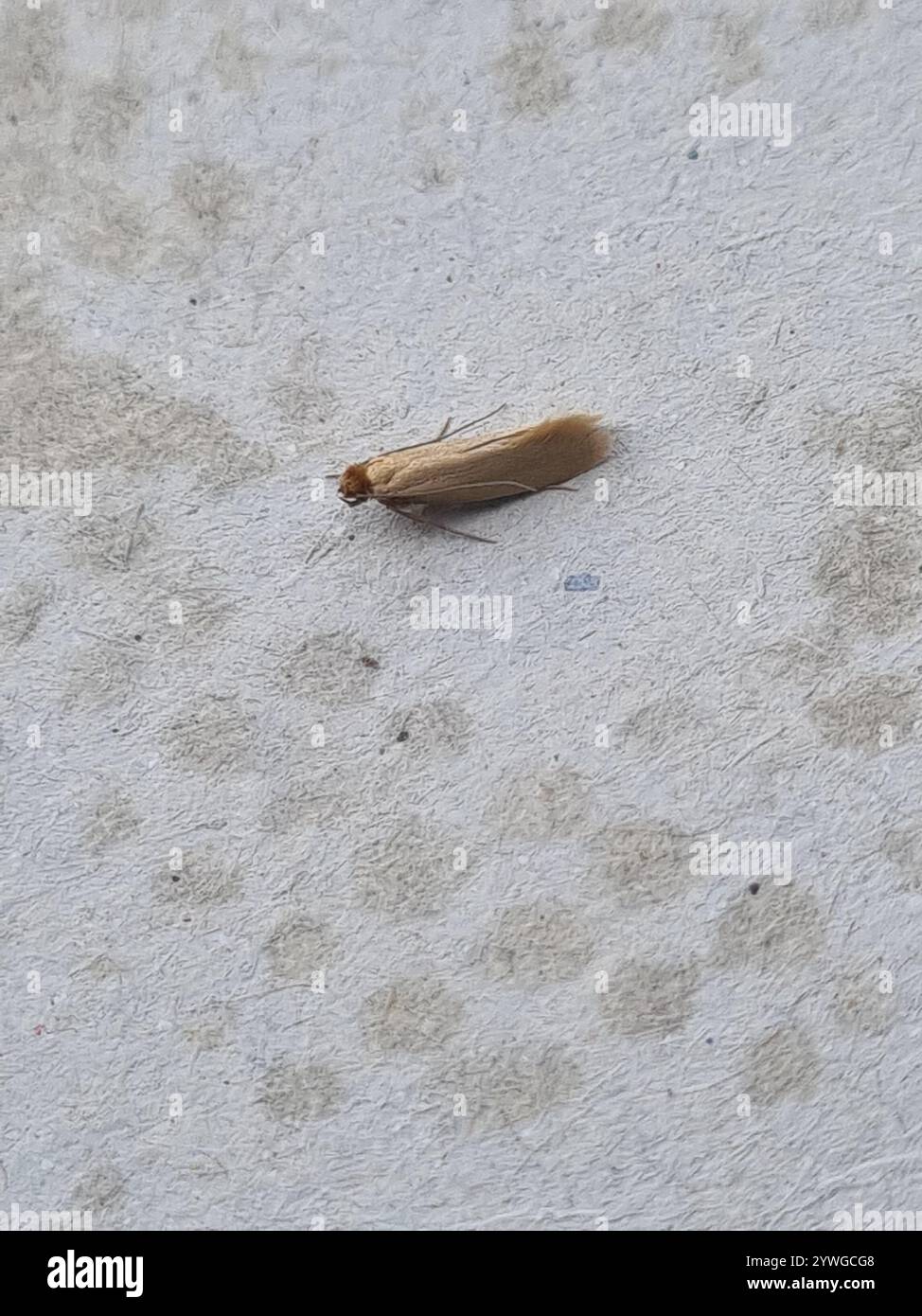 Webbing Clothes Moth (Tineola bisselliella Stock Photo - Alamy