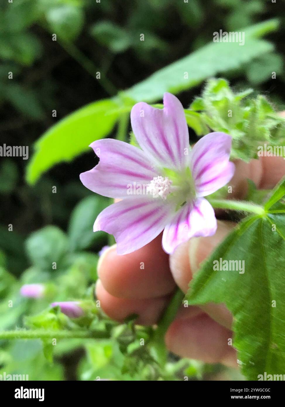 Common Mallow (Malva sylvestris Stock Photo - Alamy