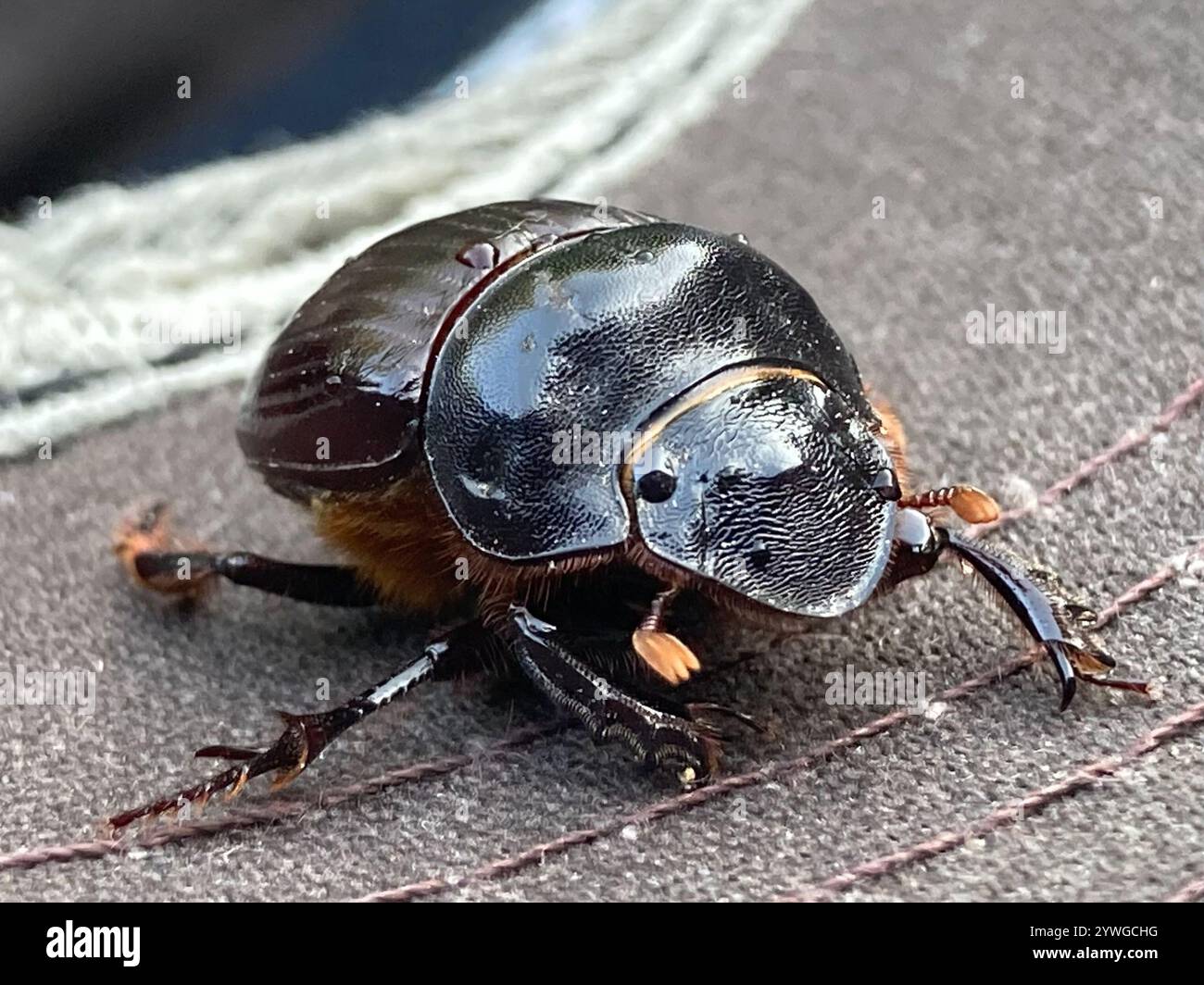 Carolina Dung Beetle (Dichotomius carolinus Stock Photo - Alamy