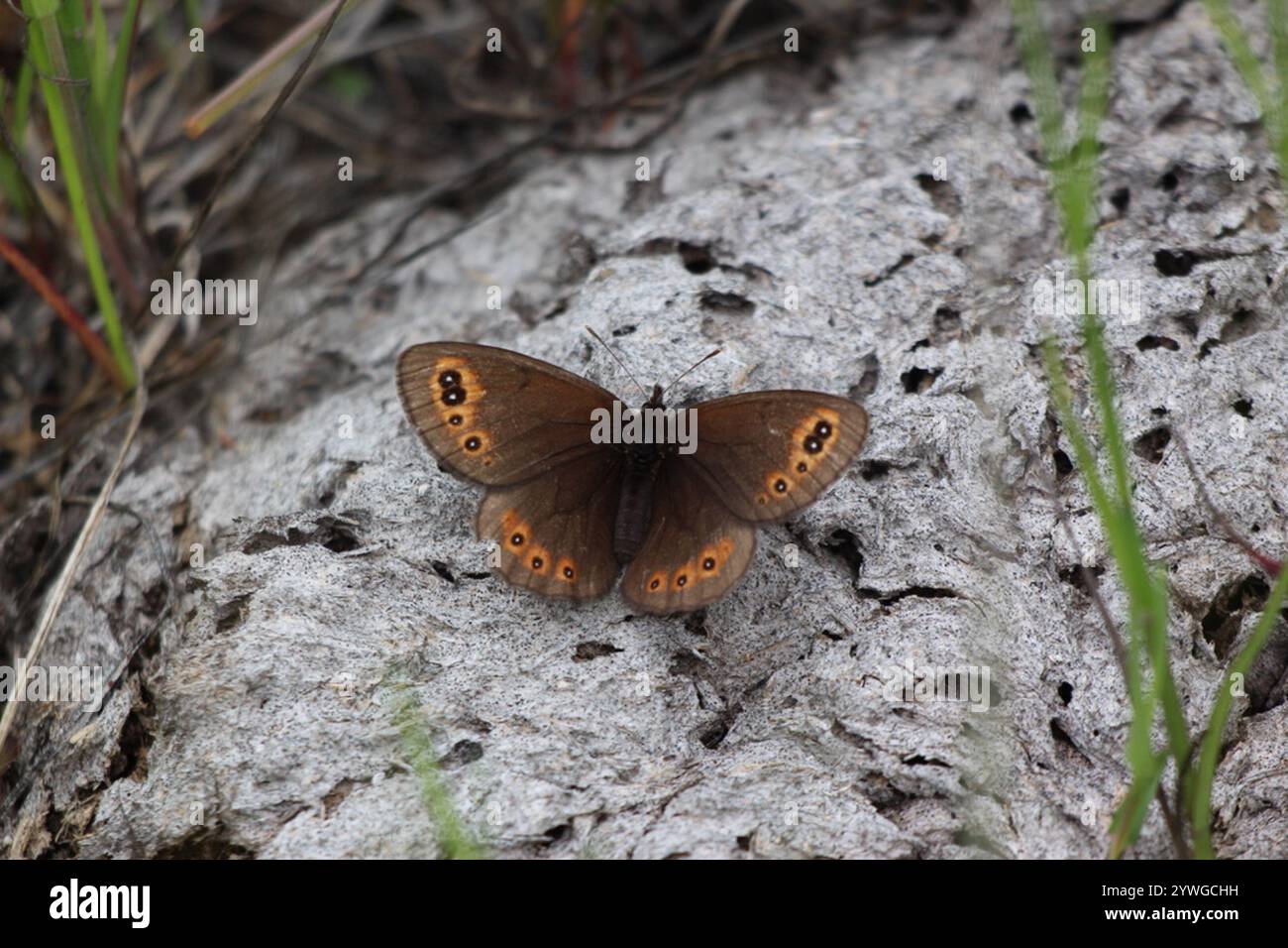 Common Alpine (Erebia epipsodea Stock Photo - Alamy
