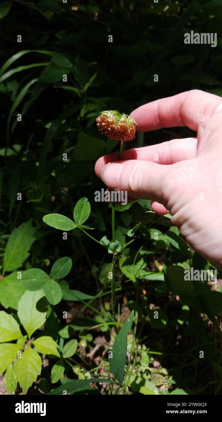 buffalo clover (Trifolium reflexum Stock Photo - Alamy