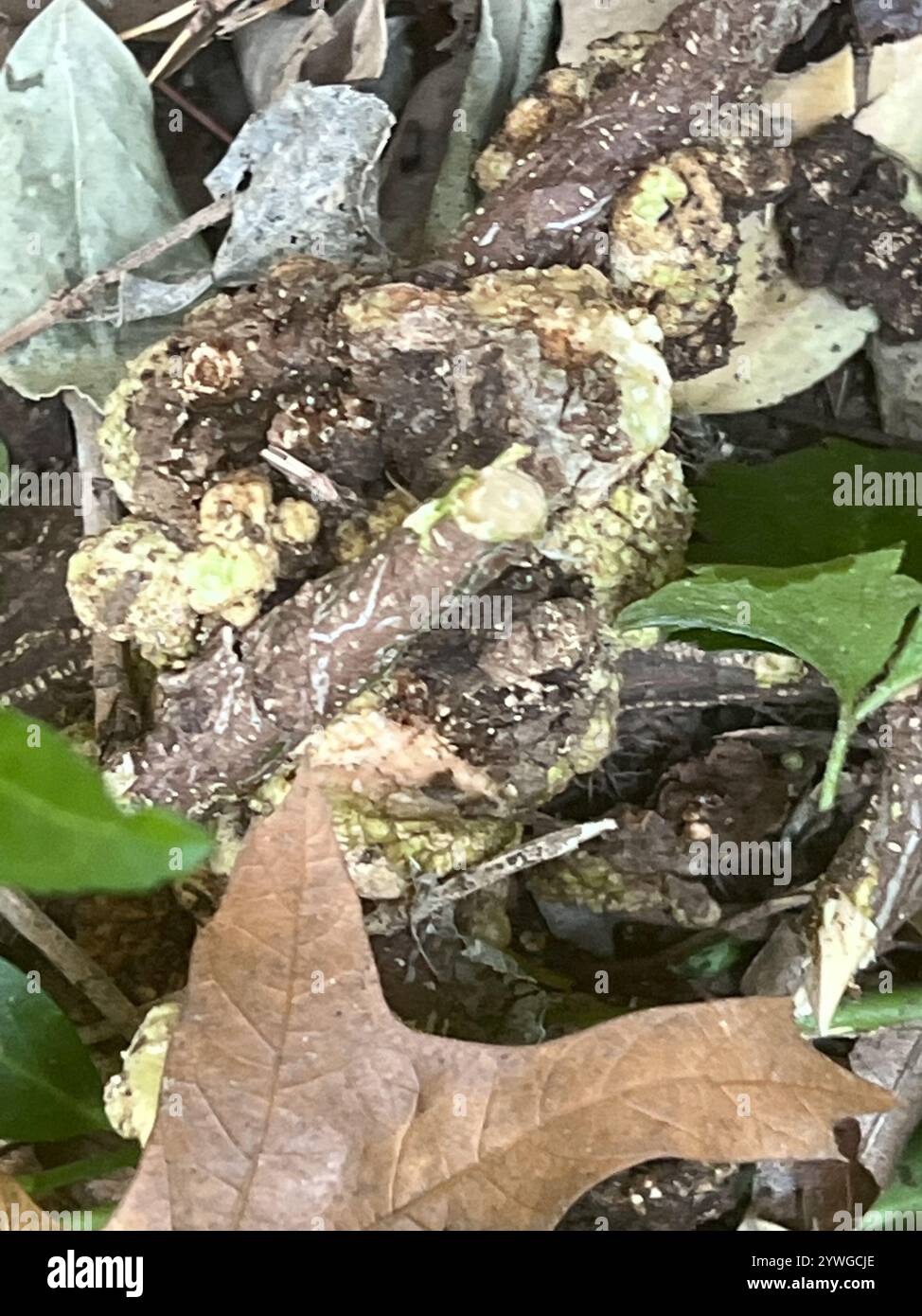 bacterial crown gall (Agrobacterium radiobacter Stock Photo - Alamy