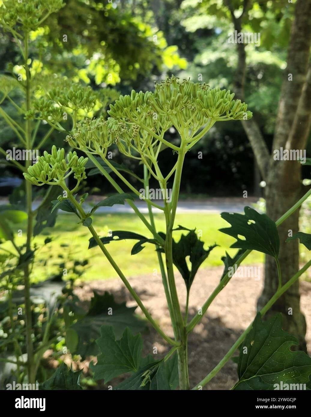 pale Indian plantain (Arnoglossum atriplicifolium Stock Photo - Alamy