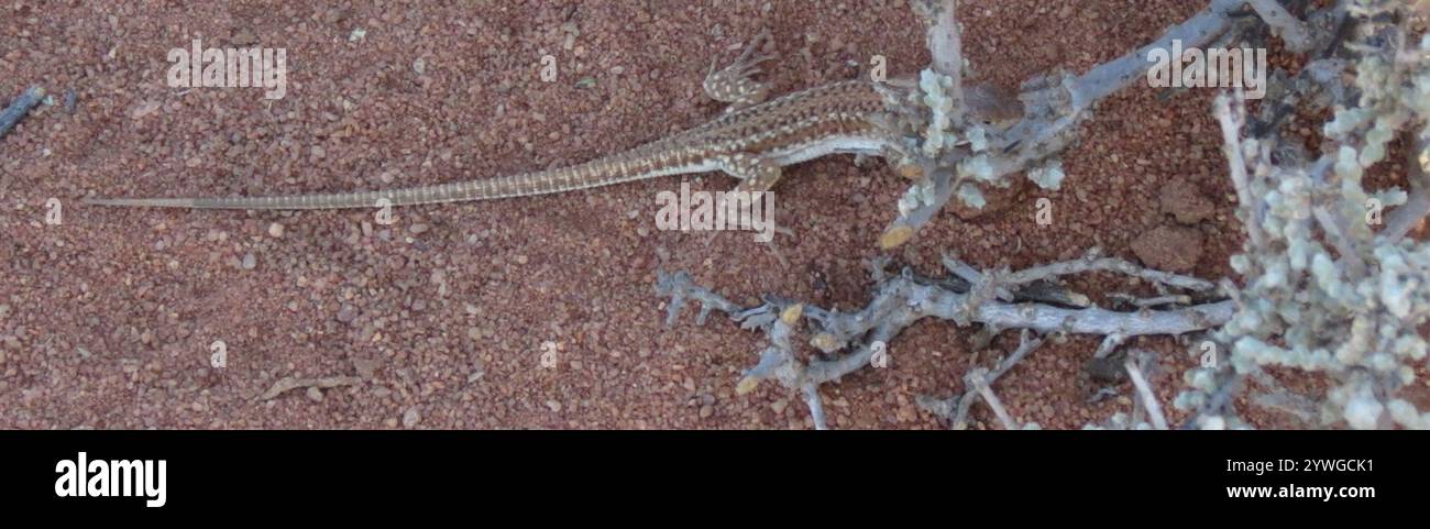 Spotted Desert Lizard (Meroles suborbitalis Stock Photo - Alamy