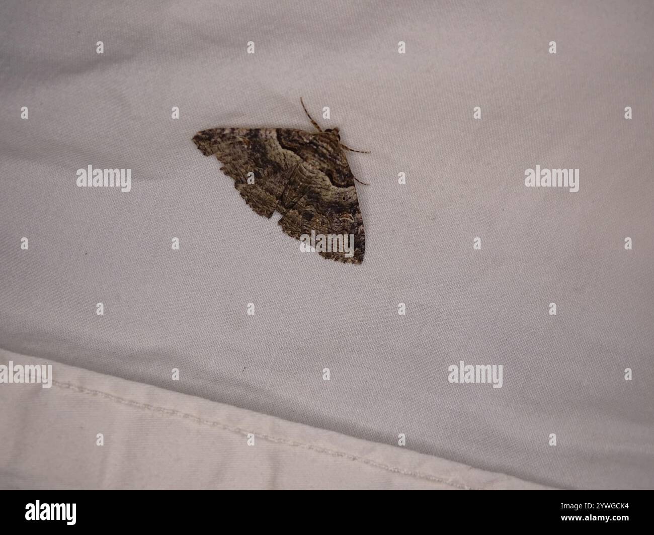 Maple Zale Moth (Zale galbanata Stock Photo - Alamy