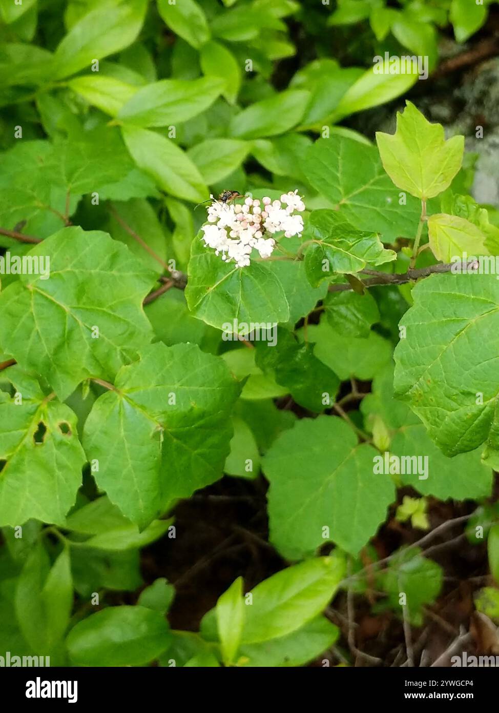 mapleleaf viburnum (Viburnum acerifolium Stock Photo - Alamy