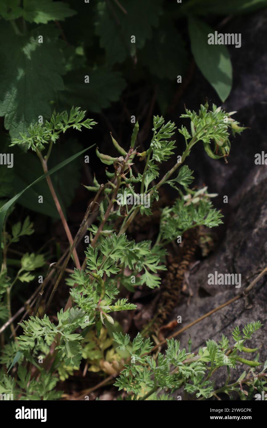 golden corydalis (Corydalis aurea Stock Photo - Alamy