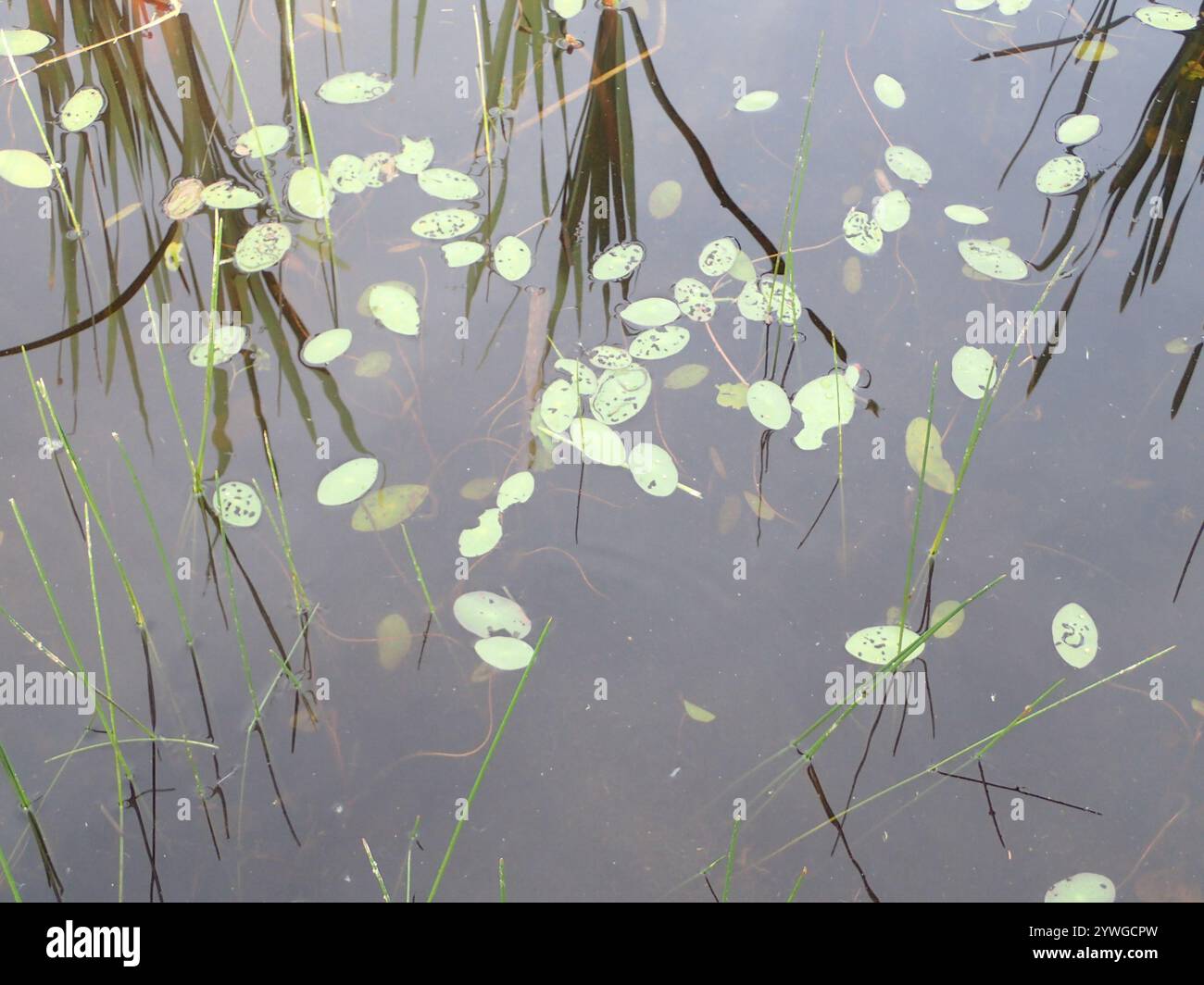 Watershield (Brasenia schreberi Stock Photo - Alamy