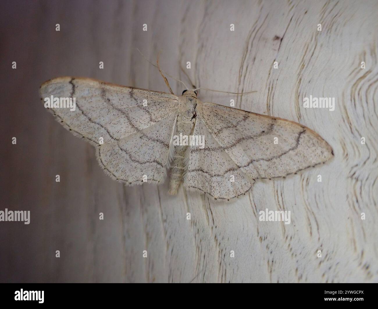 Riband Wave (Idaea aversata Stock Photo - Alamy