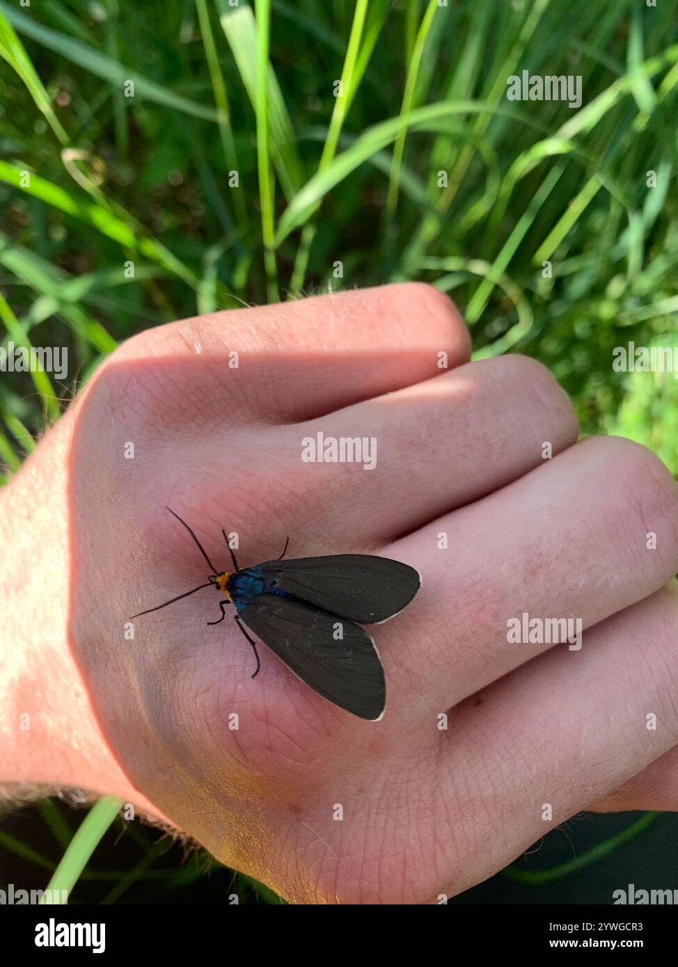 Virginia Ctenucha Moth (Ctenucha virginica Stock Photo - Alamy