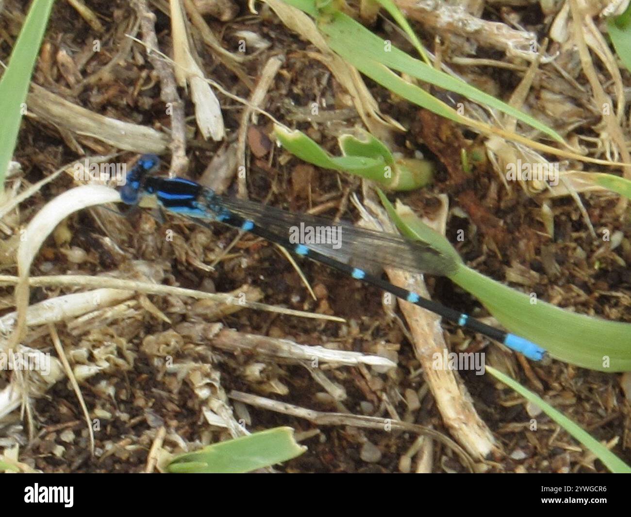 Blue-ringed Dancer (Argia sedula Stock Photo - Alamy