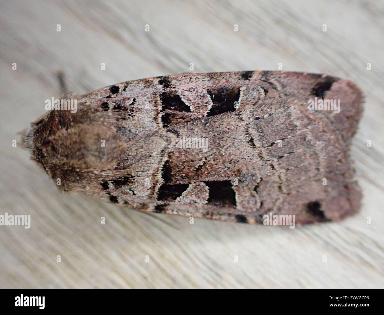 Double Square-spot (Xestia triangulum Stock Photo - Alamy